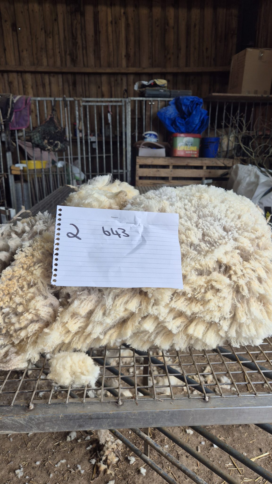 Fleeces Melken Jacobs And Churndon Fibre Flock fleeces-melken-jacobs-and-churndon-fibre-flock