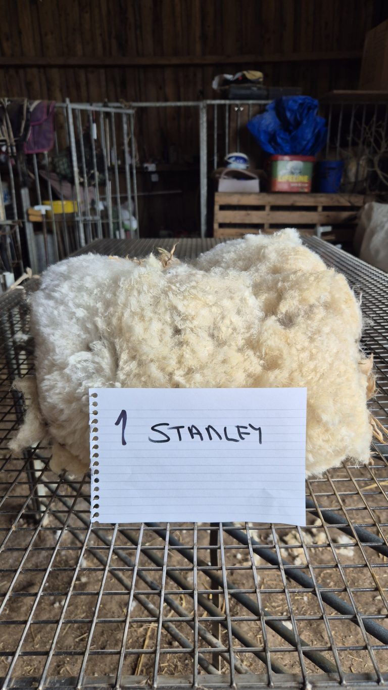 Fleeces - Melken Jacobs and Churndon Fibre Flock