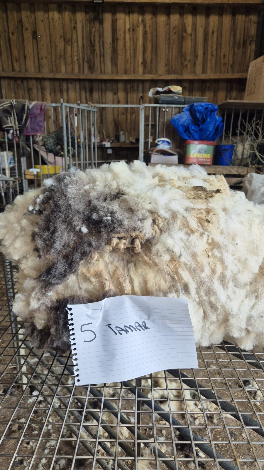 Fleeces - Melken Jacobs and Churndon Fibre Flock