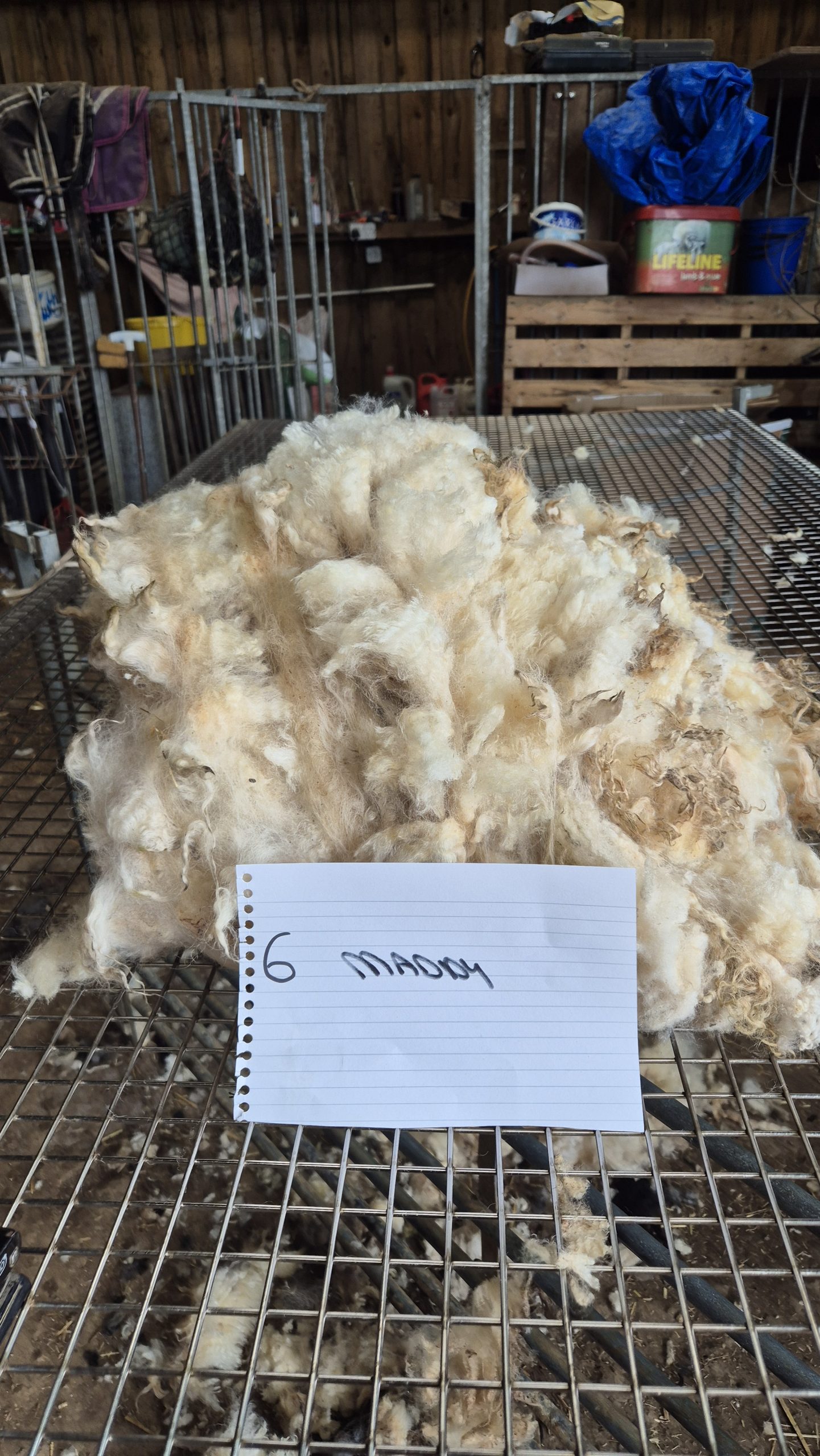 Fleeces - Melken Jacobs and Churndon Fibre Flock