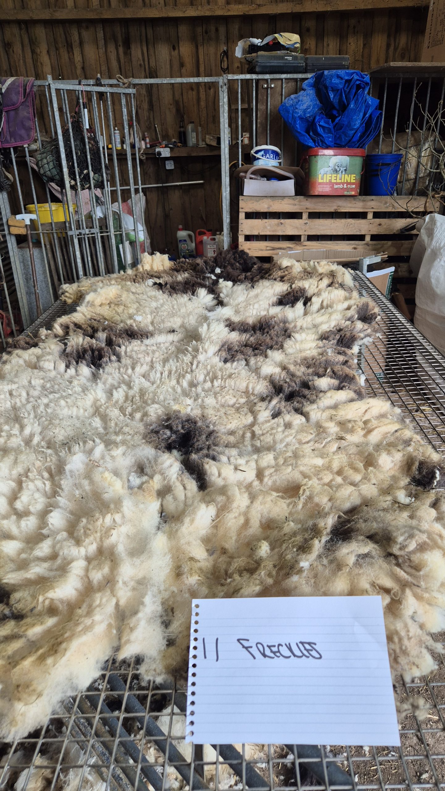 Fleeces - Melken Jacobs and Churndon Fibre Flock