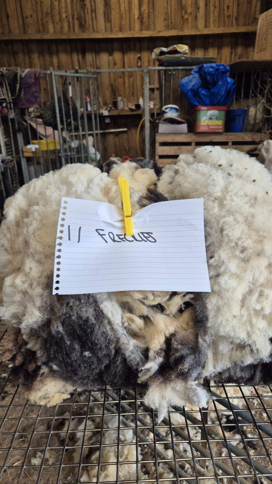 Fleeces - Melken Jacobs and Churndon Fibre Flock