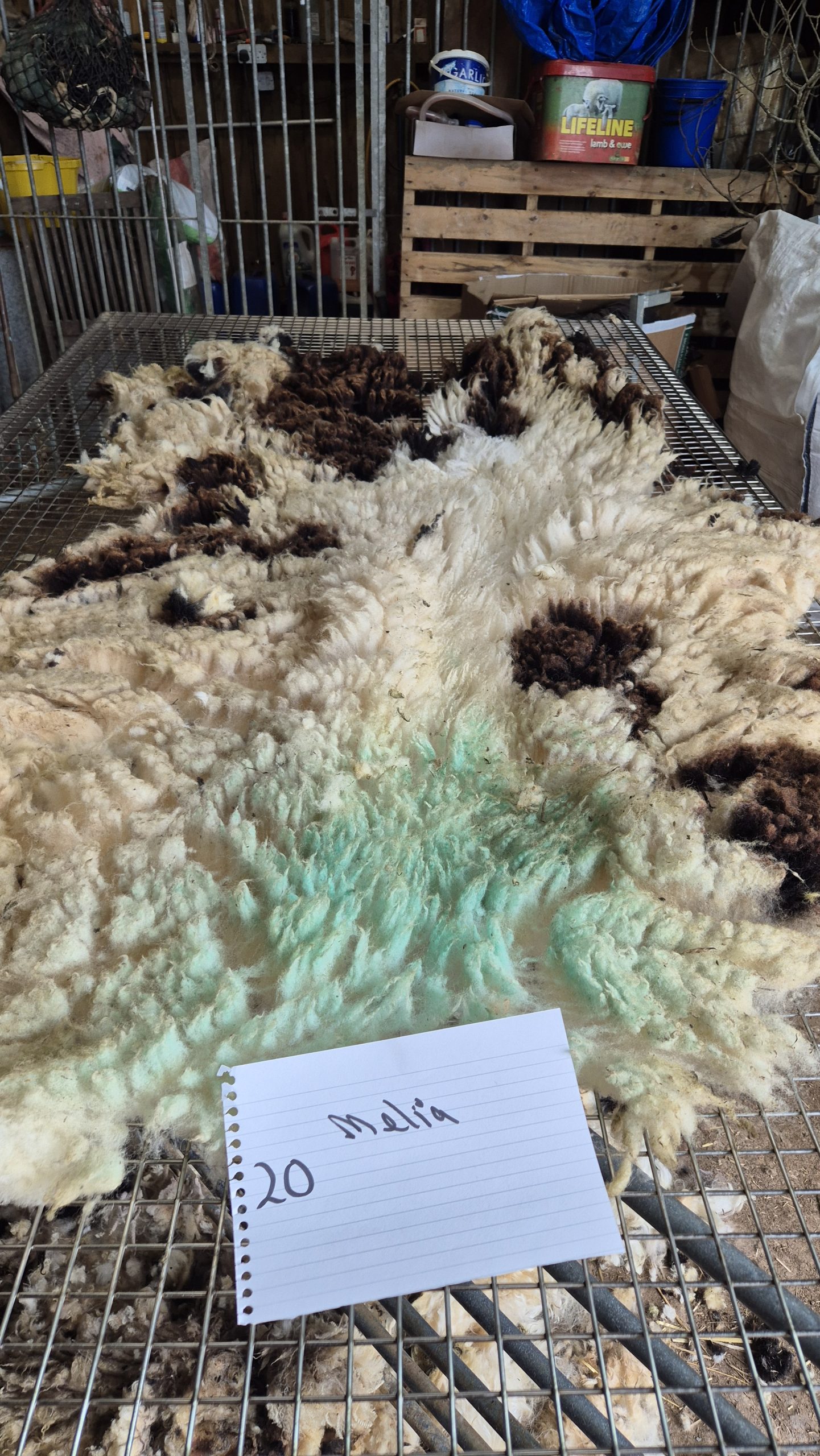 Fleeces - Melken Jacobs and Churndon Fibre Flock