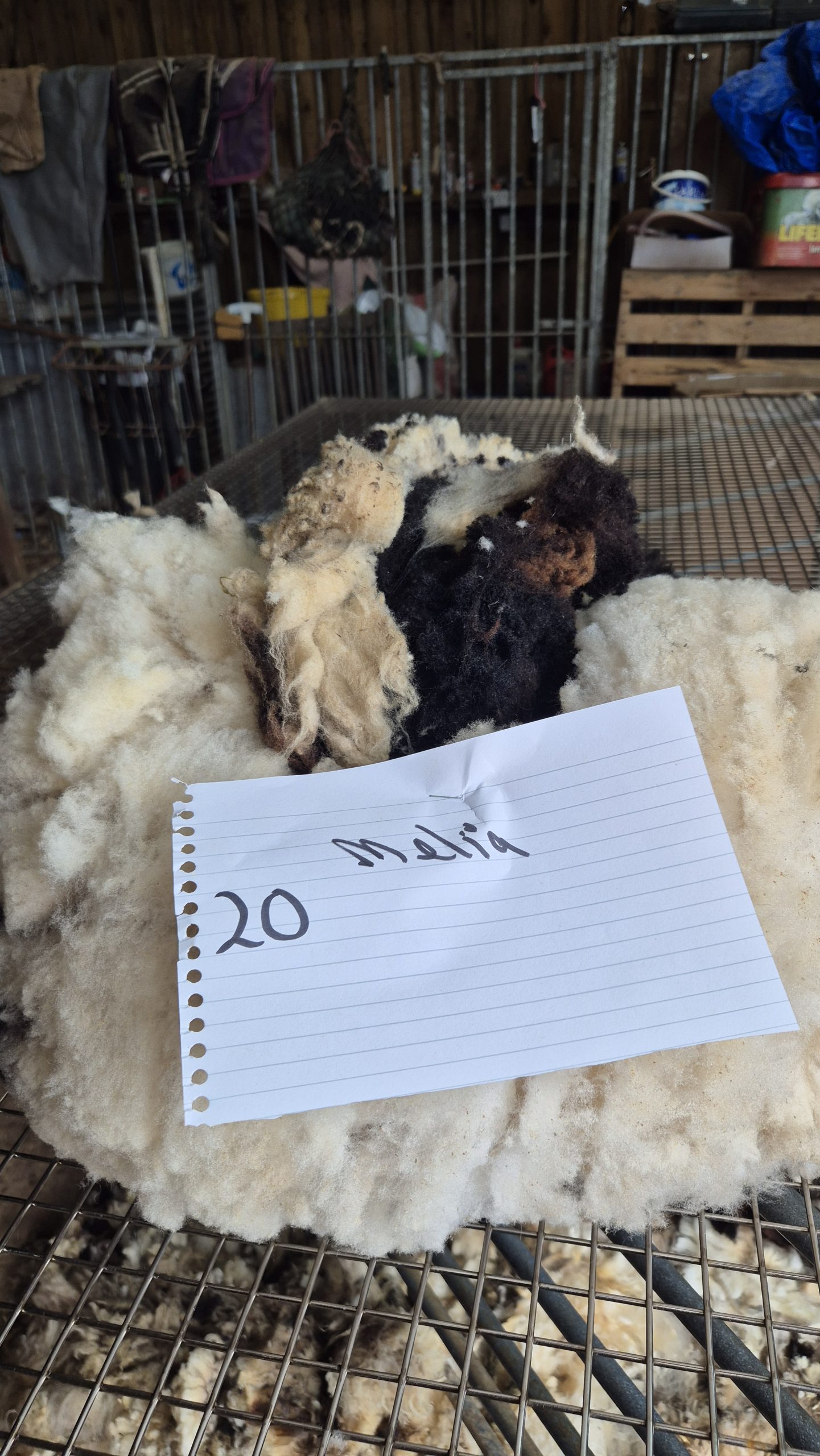 Fleeces - Melken Jacobs and Churndon Fibre Flock