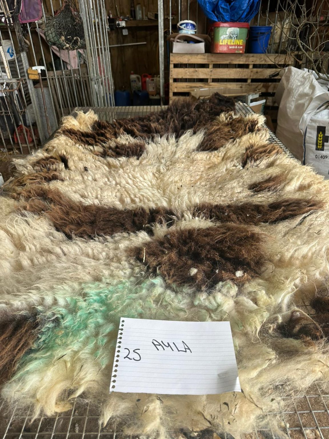Fleeces - Melken Jacobs and Churndon Fibre Flock