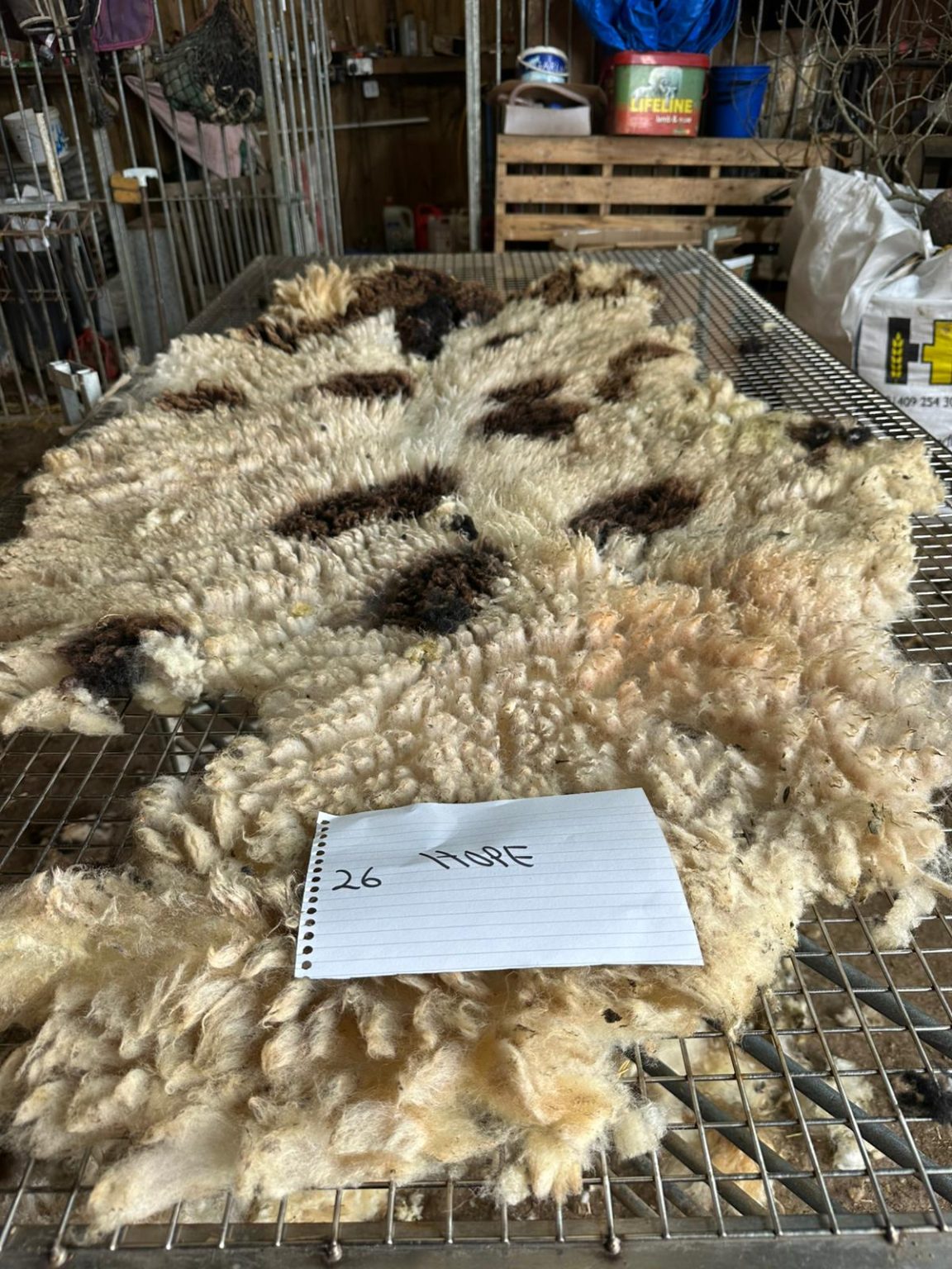 Fleeces - Melken Jacobs and Churndon Fibre Flock